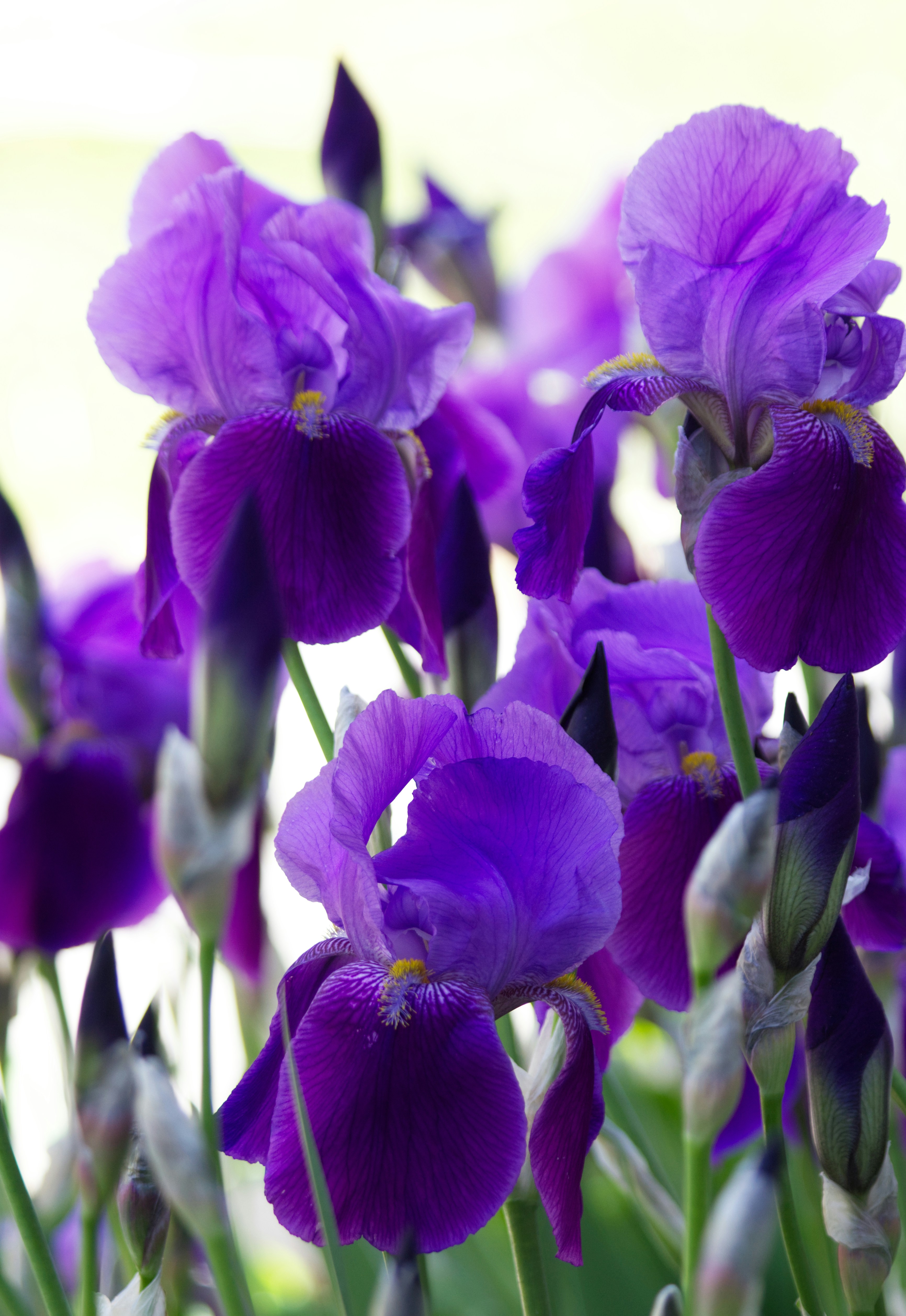 Tennessee's State Flower: Iris
