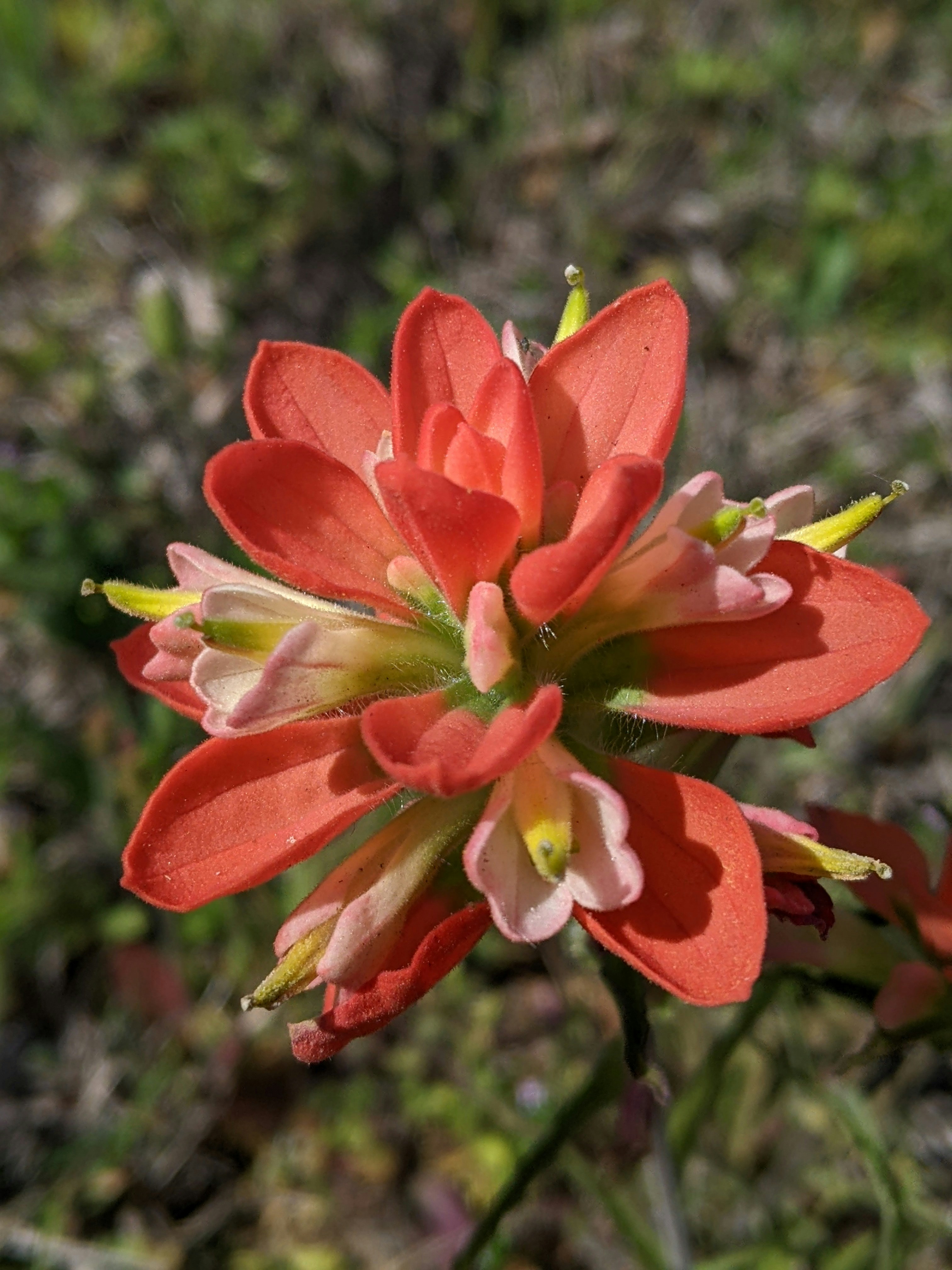Wyoming's State Flower: Indian Paintbrush