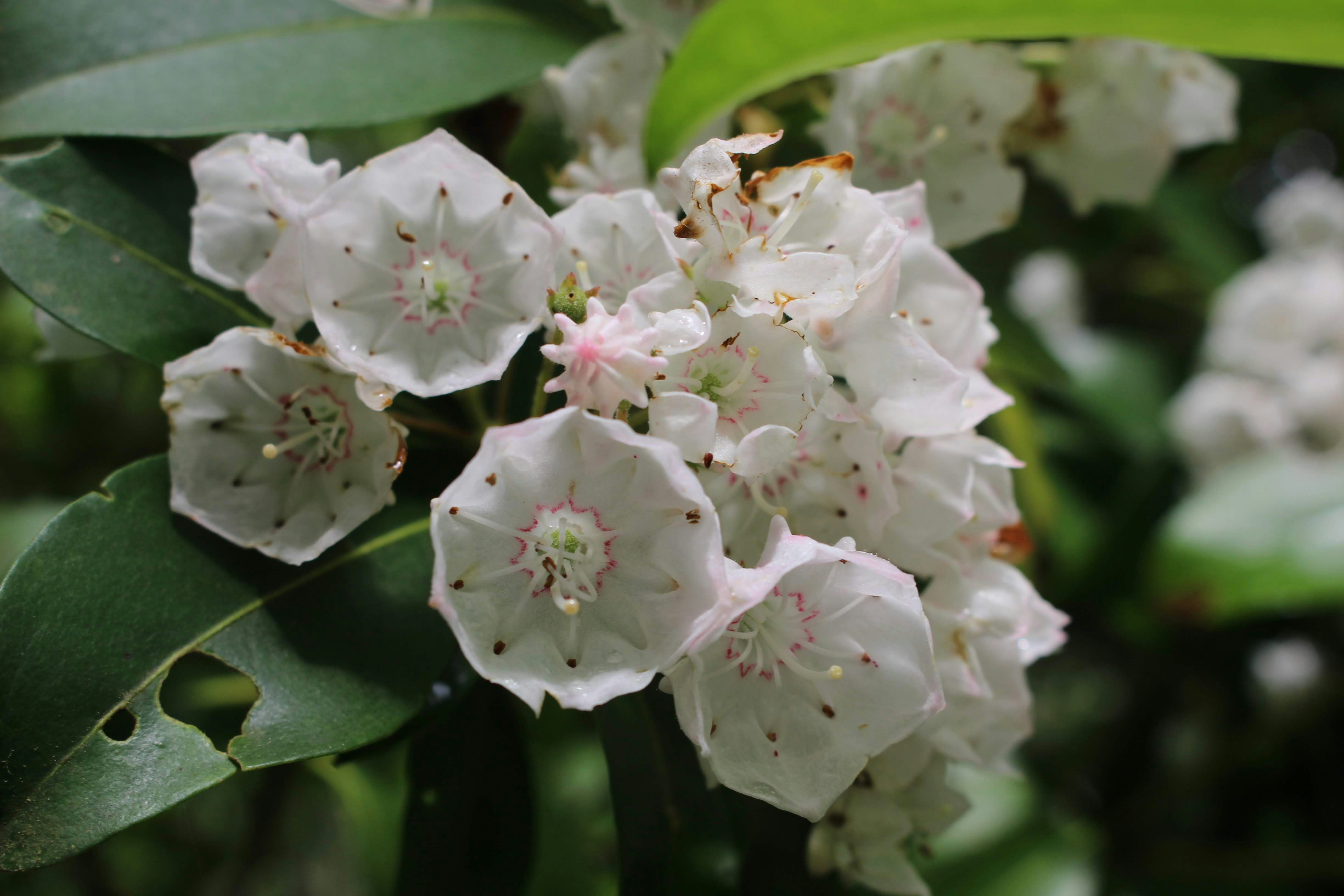 Pennsylvania's State Flower: Mountain Laurel