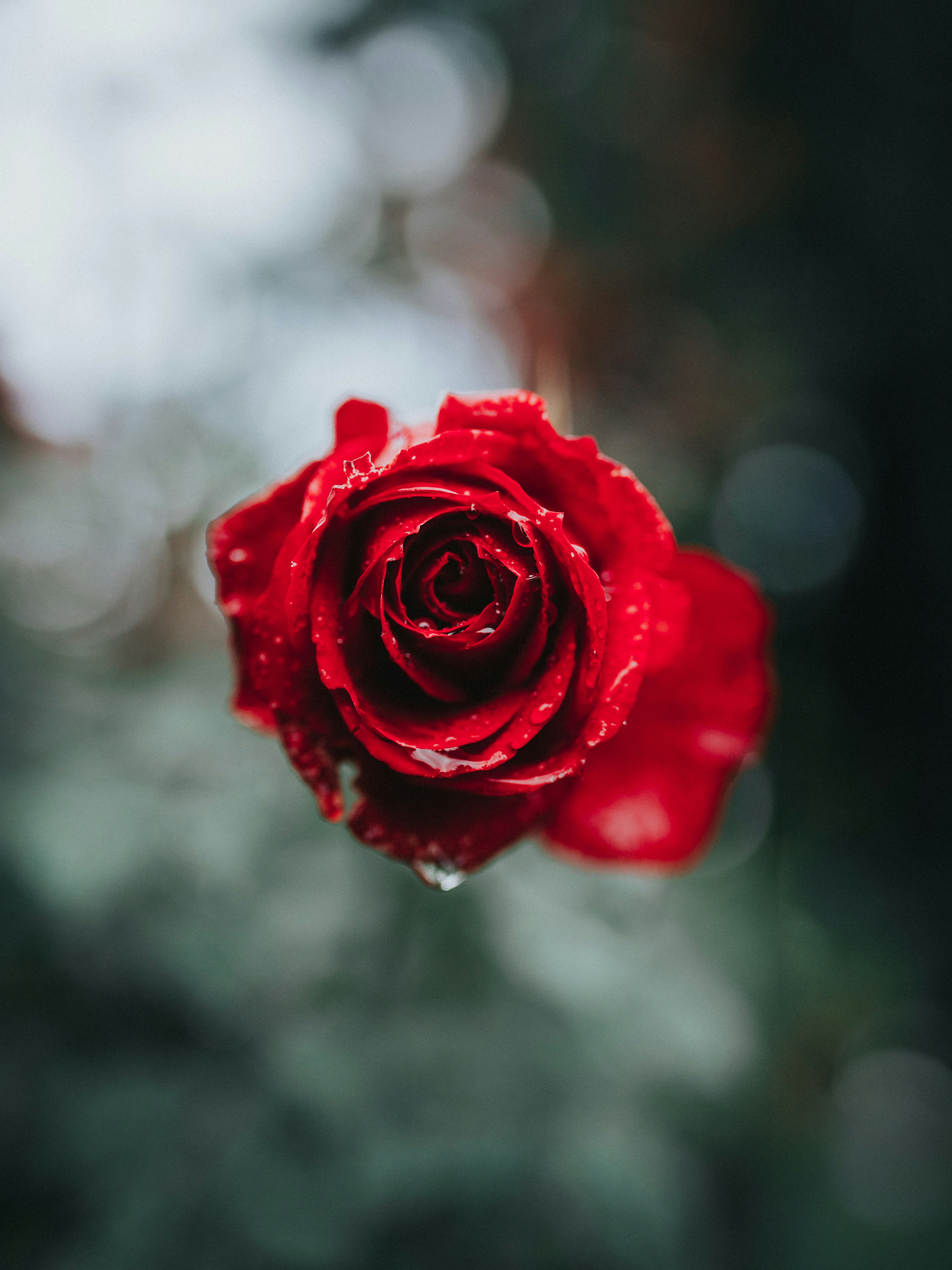 New York State Flower: Rose