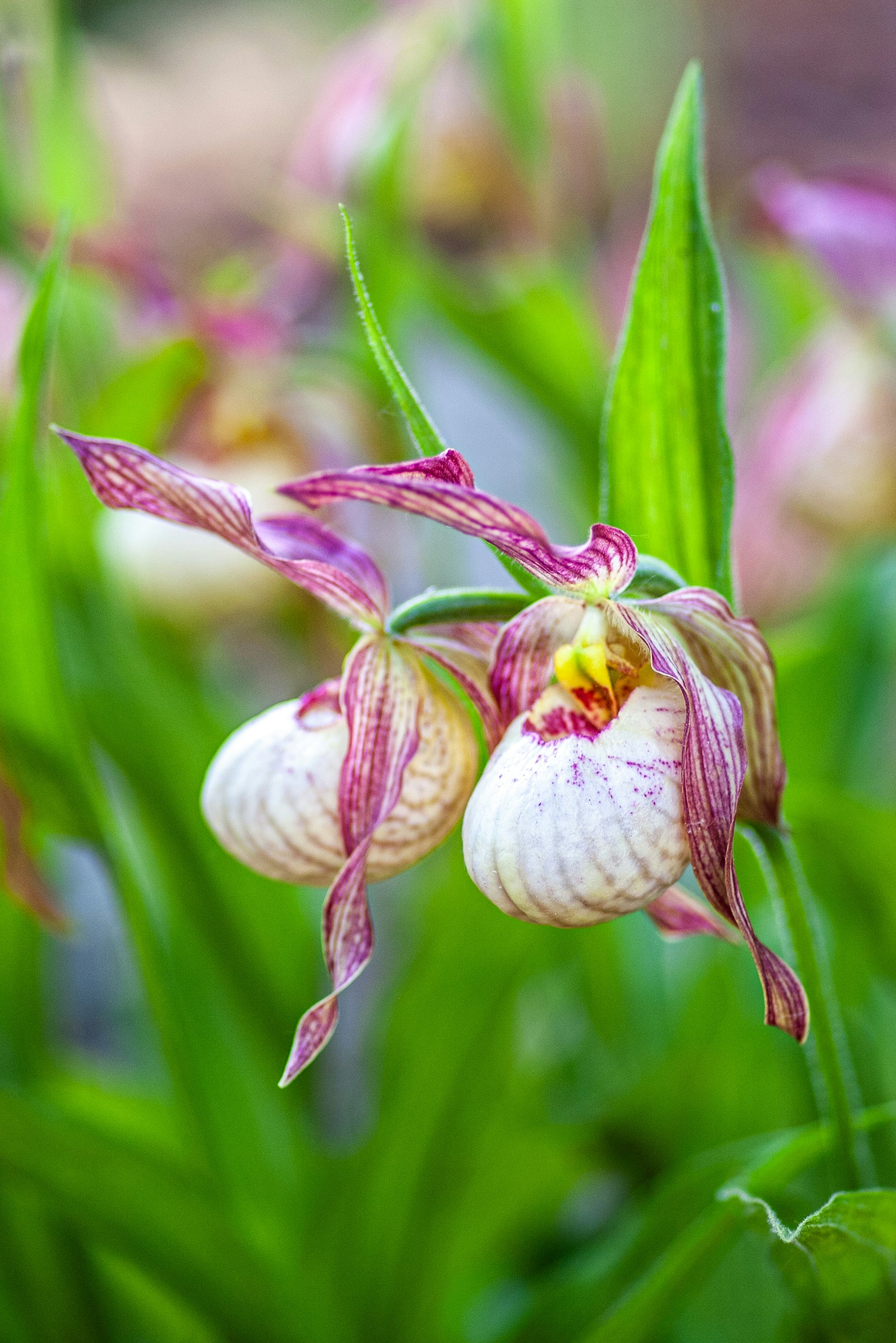 Minnesota's State Flower: The Pink and White Lady's Slipper
