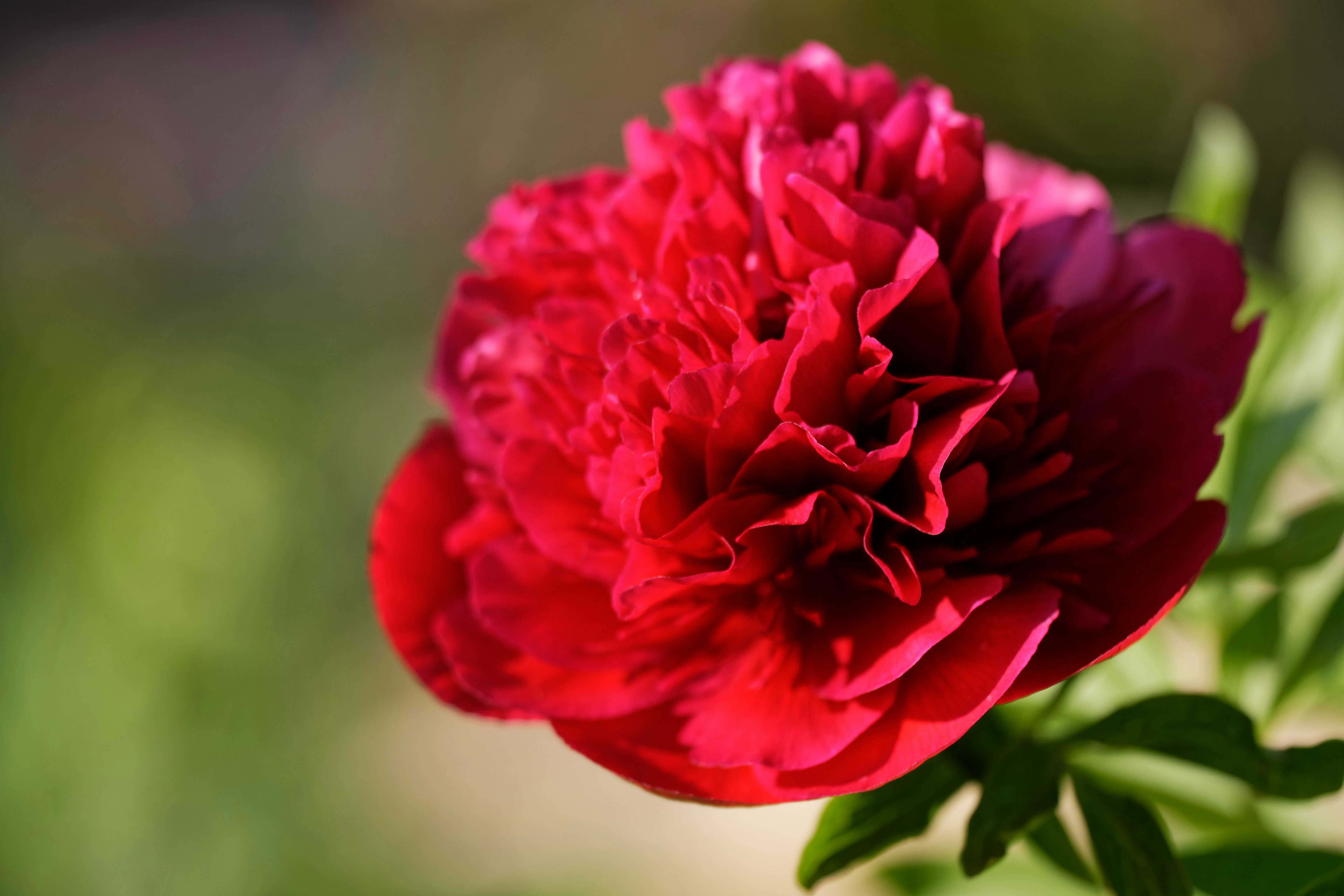 Ohio`s State Flower: Scarlet Carnation