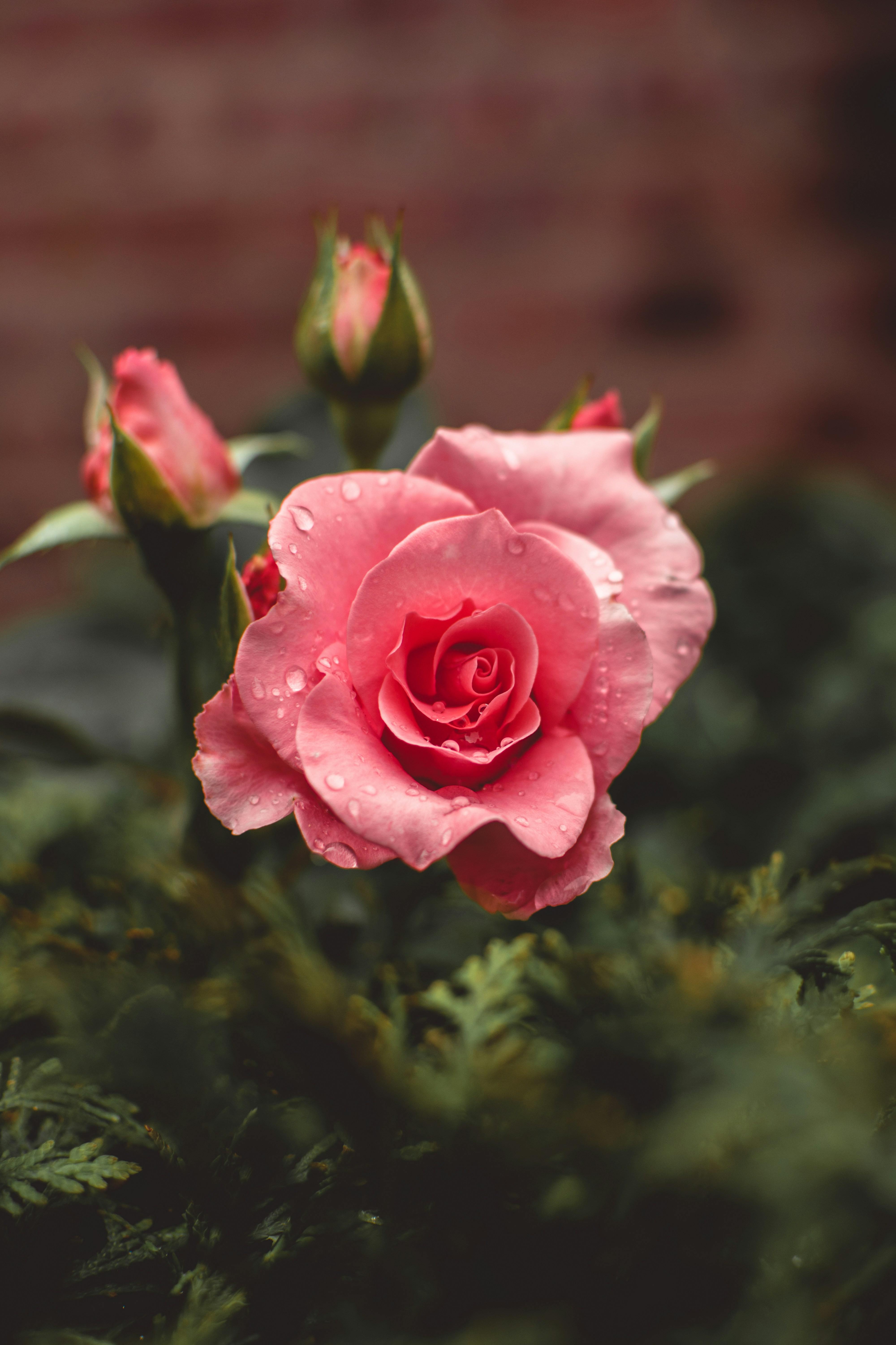 History of the Rose: Origins of England's Lasting Icon
