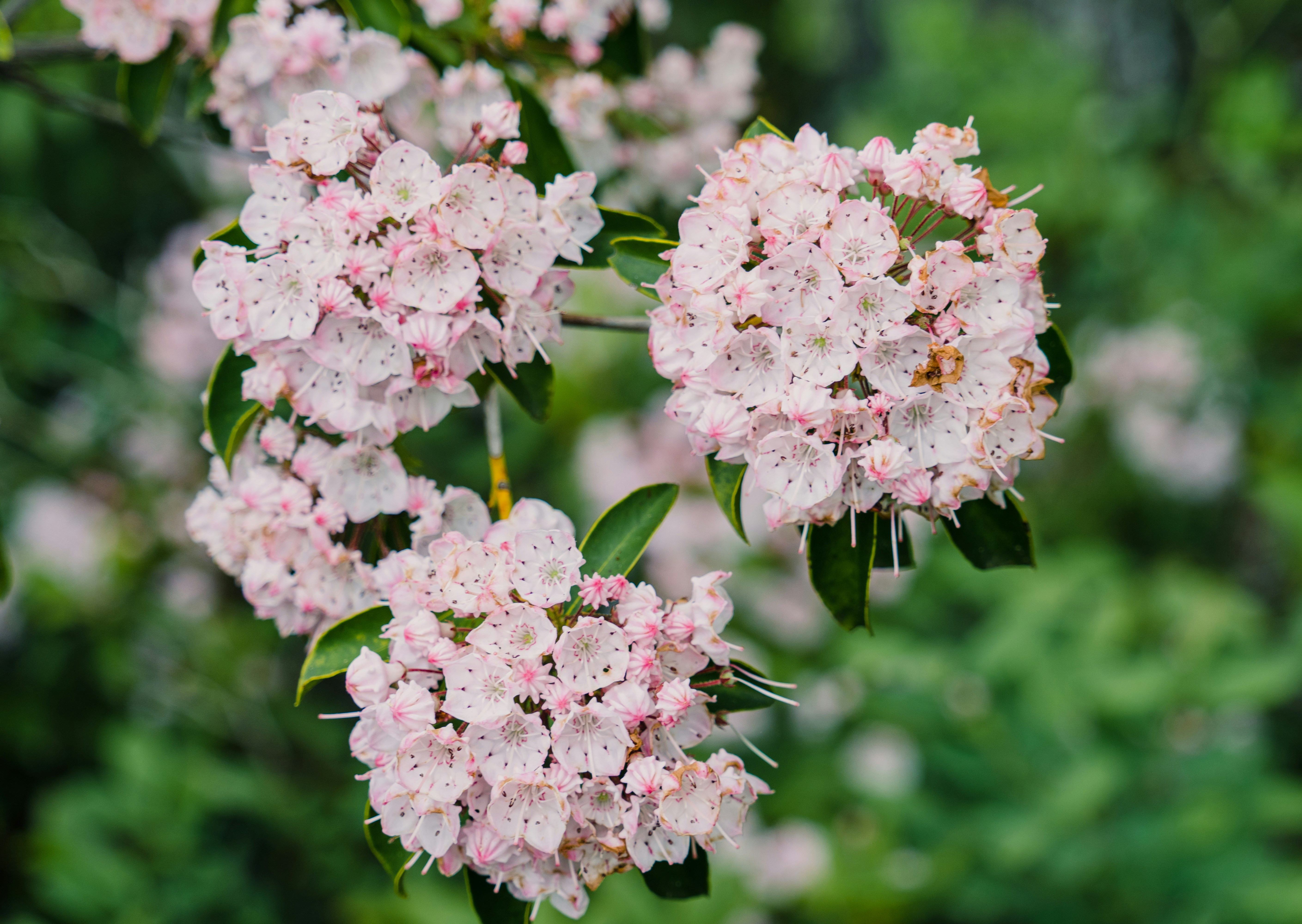 Connecticut's State Flower: Mountain Laurel