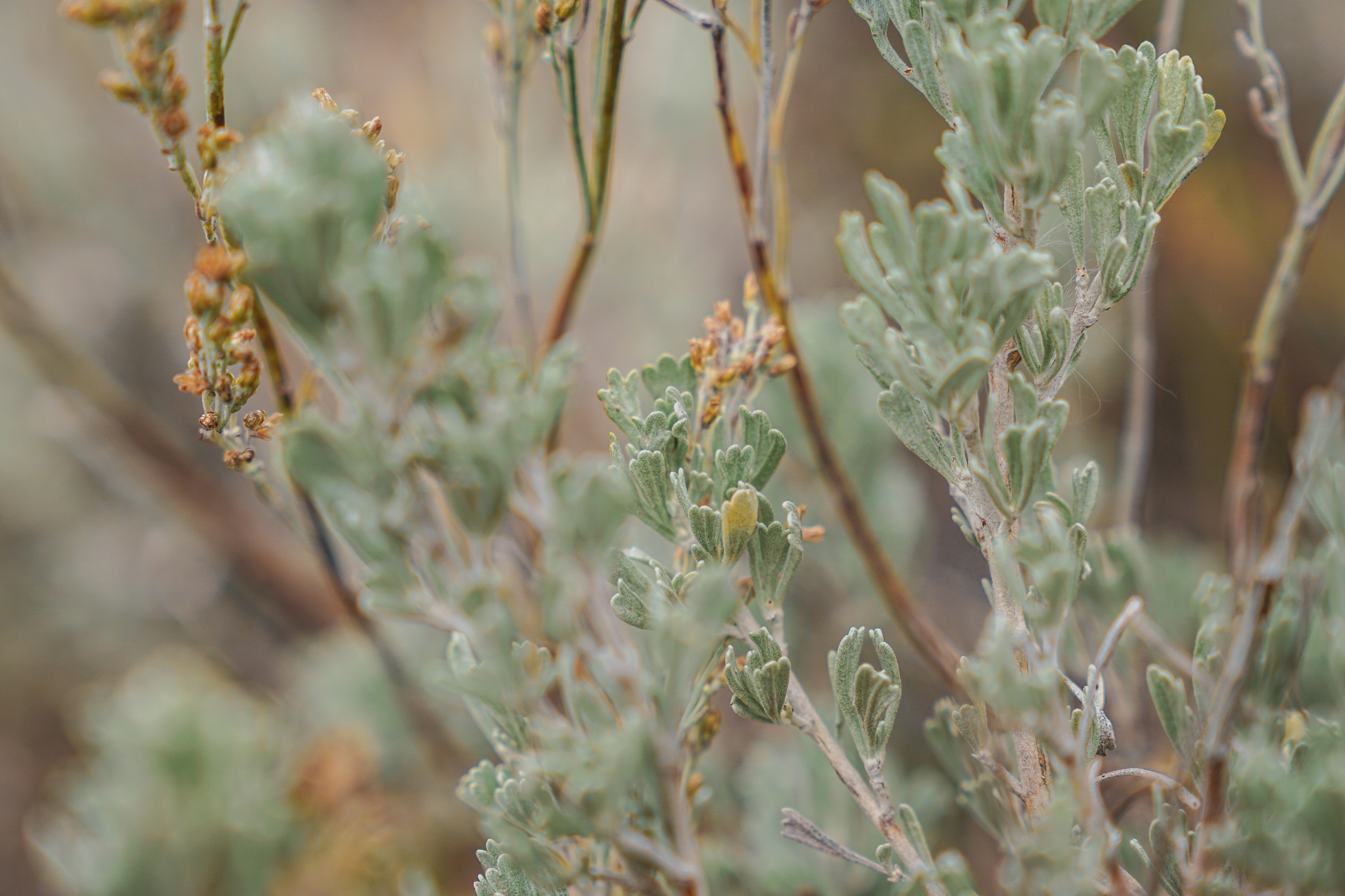 Nevada's State Flower: Sagebrush