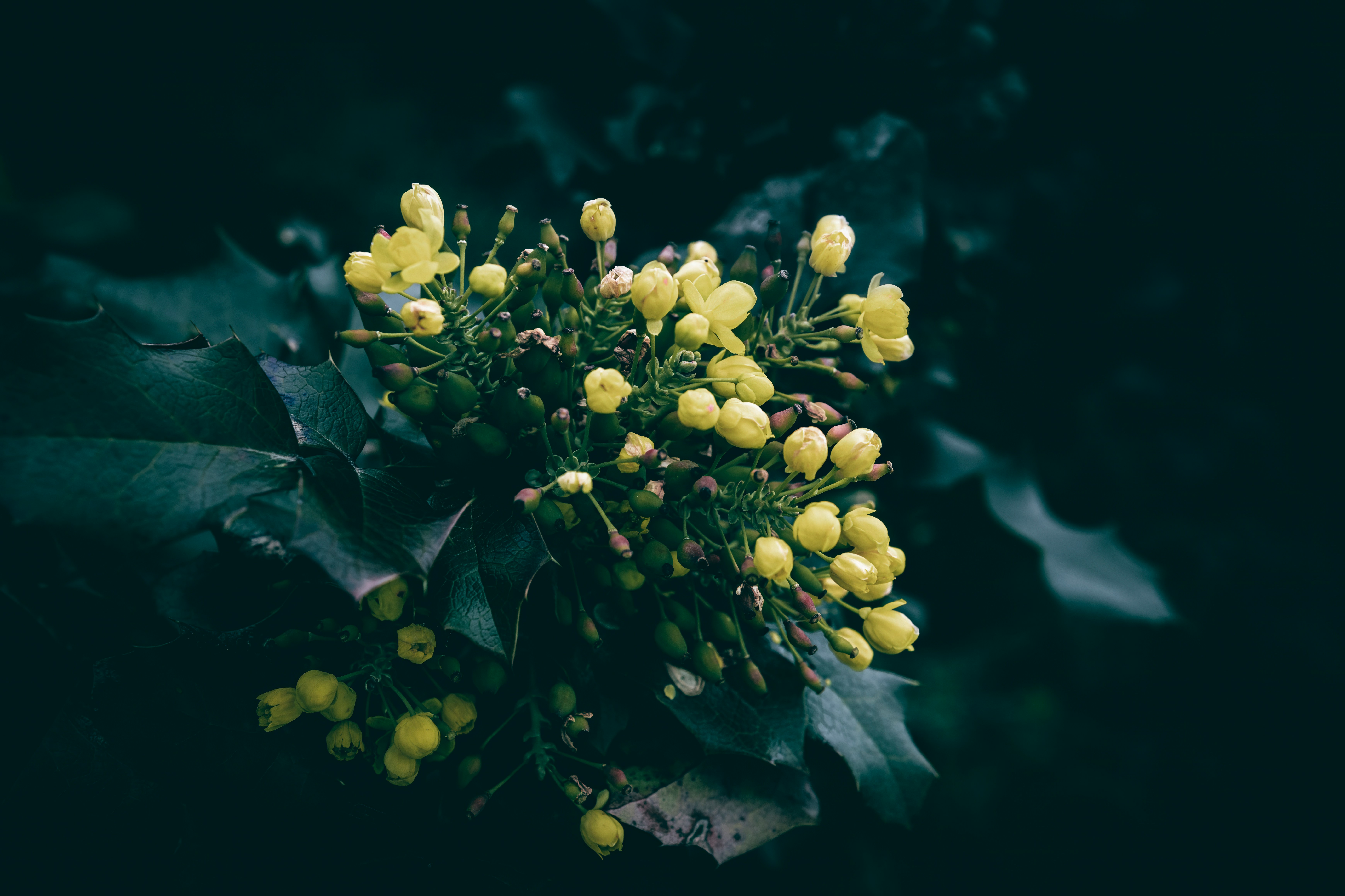 Oregon's State Flower: Oregon Grape