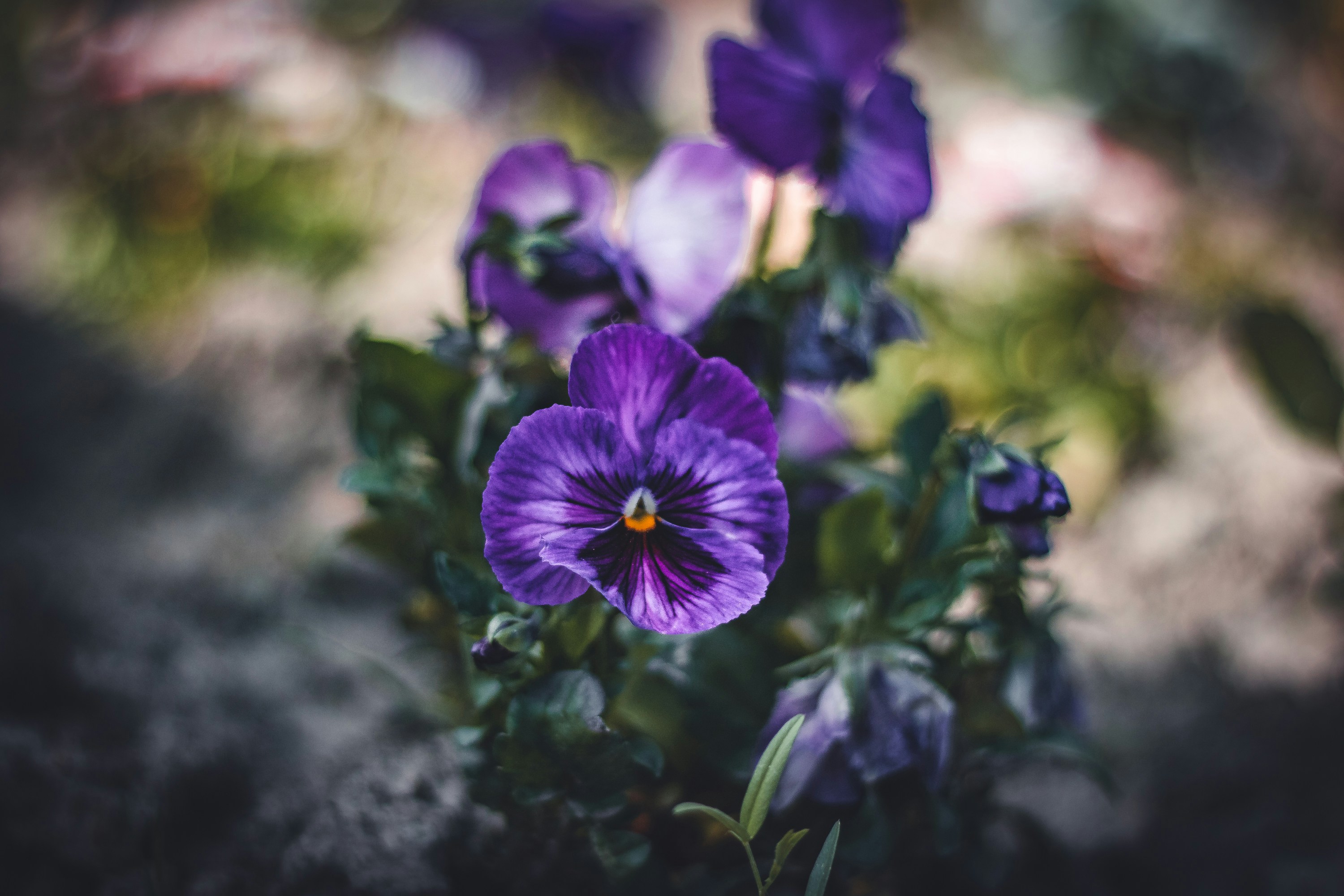 Wisconsin's State Flower: The Wood Violet