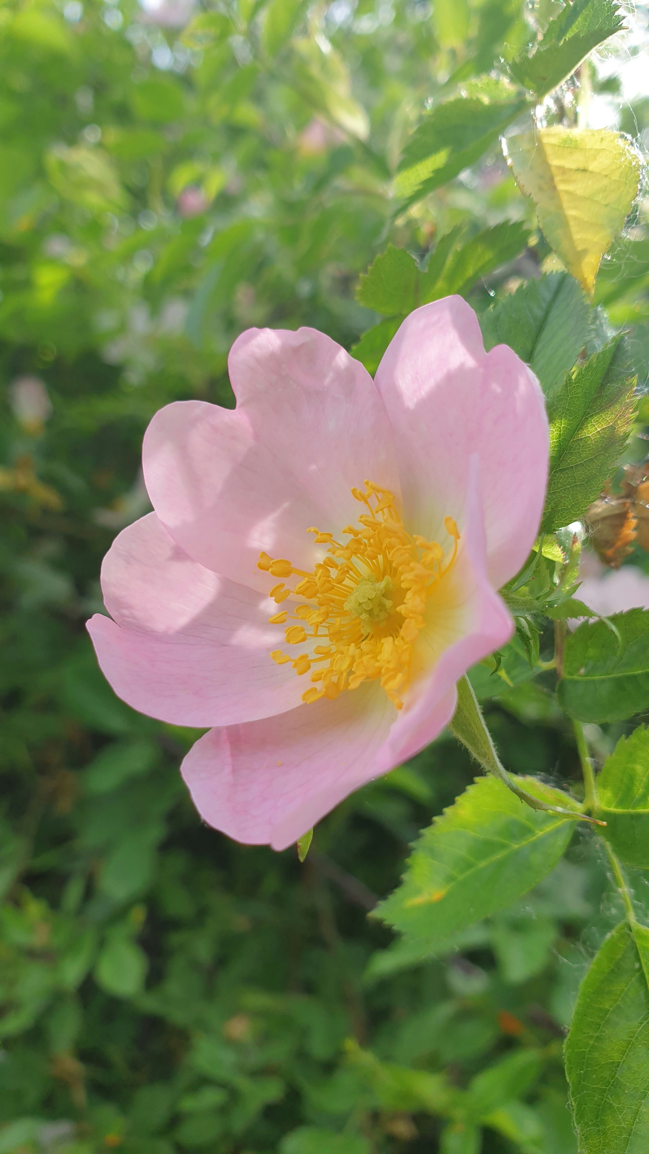Iowa's State Flower: Wild Prairie Rose