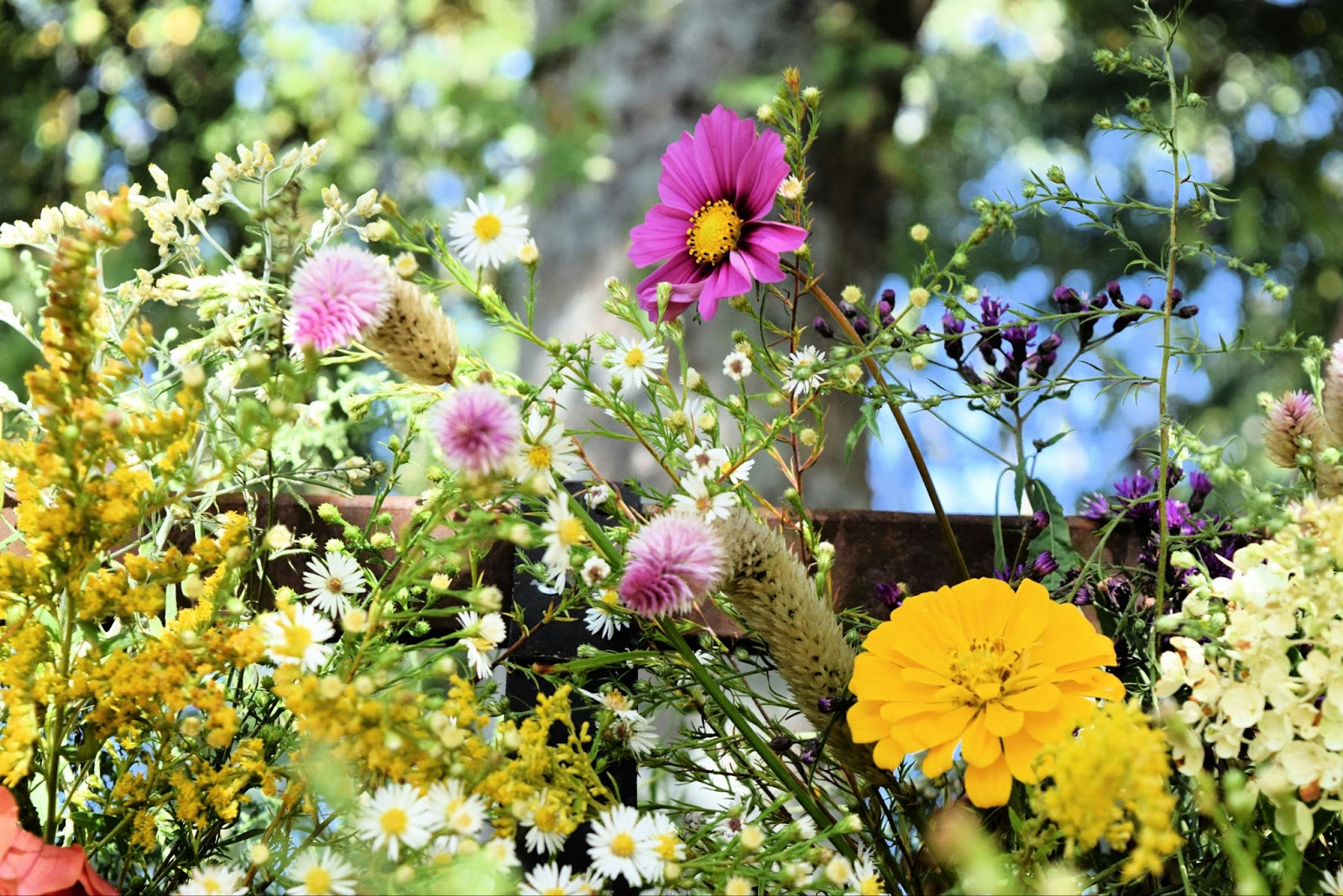 Best Low-Water Flowers for Southern & Western Gardens