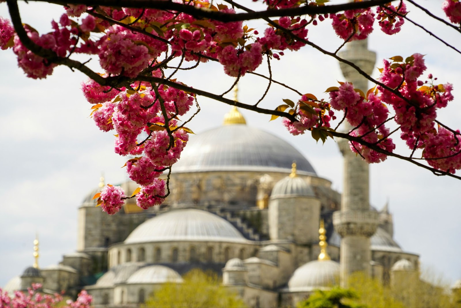 Top Flower Delivery Services in Istanbul for Any Occasion
