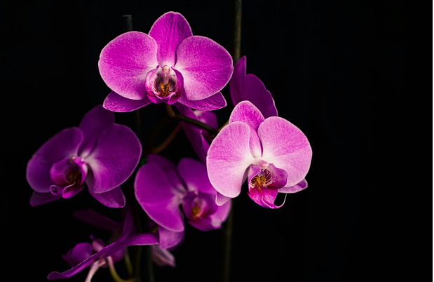 Filipino Flower Traditions & Gift Meanings in the Philippines