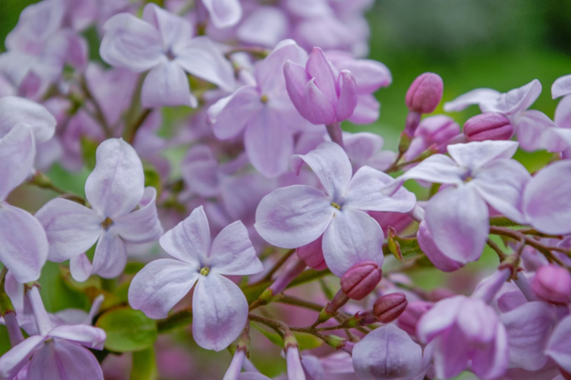 Idaho's State Flower: Syringa