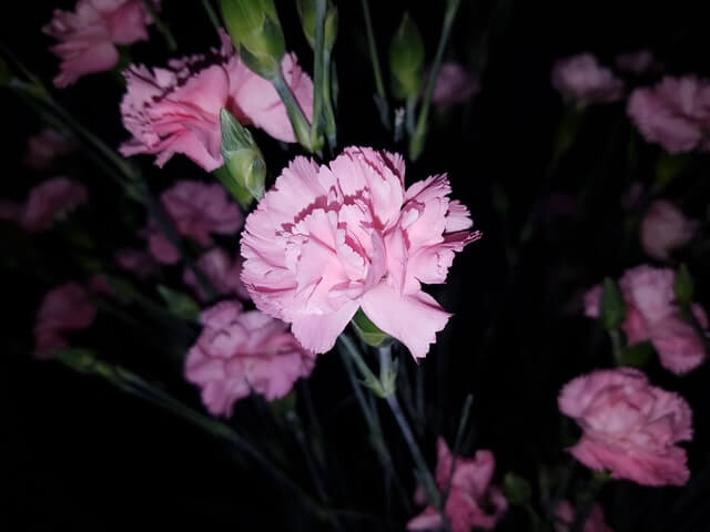 January Birth Flowers: Meanings and Symbolism — MyGlobalFlowers.com