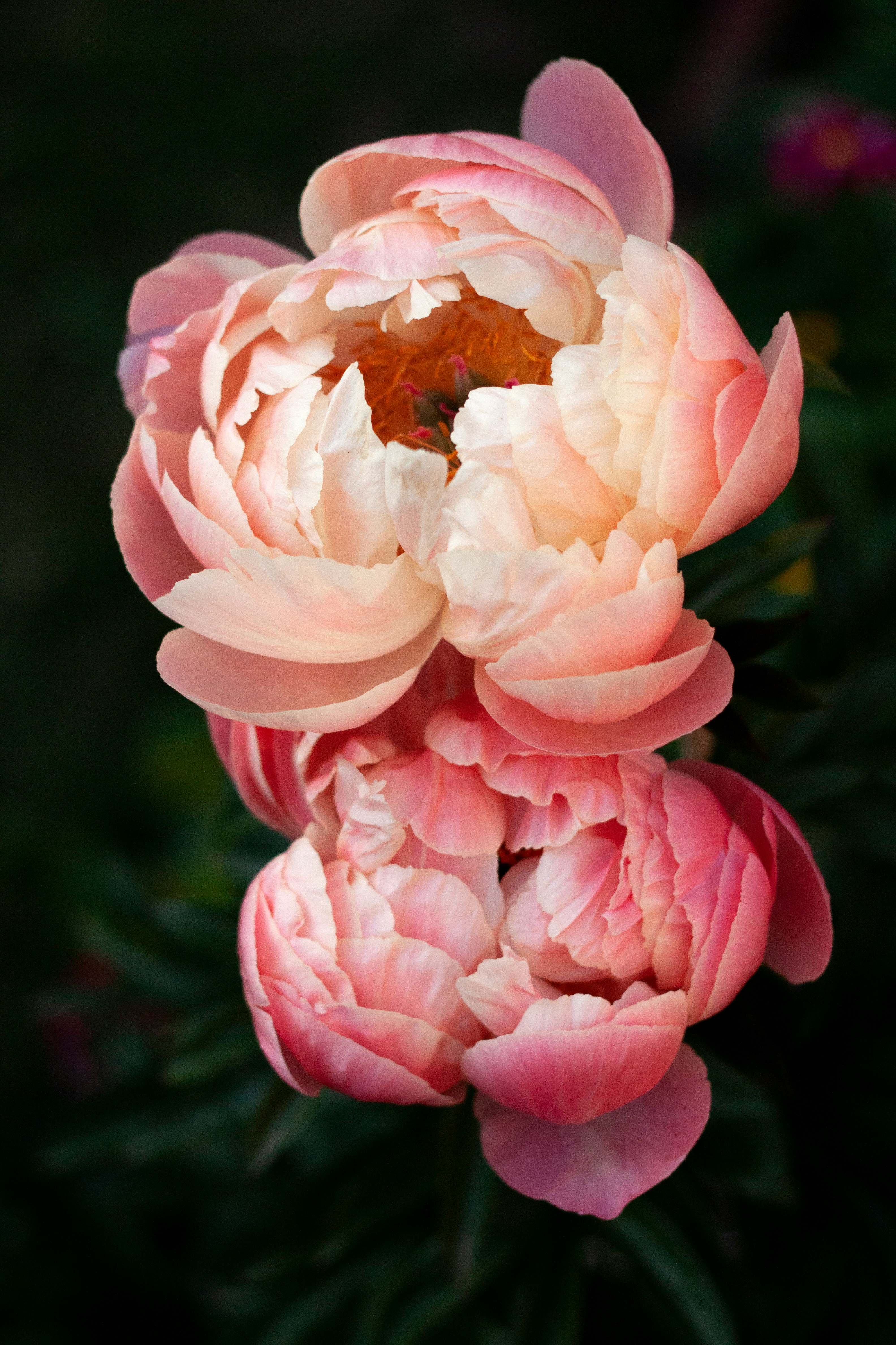 Indiana’s State Flower: The Peony