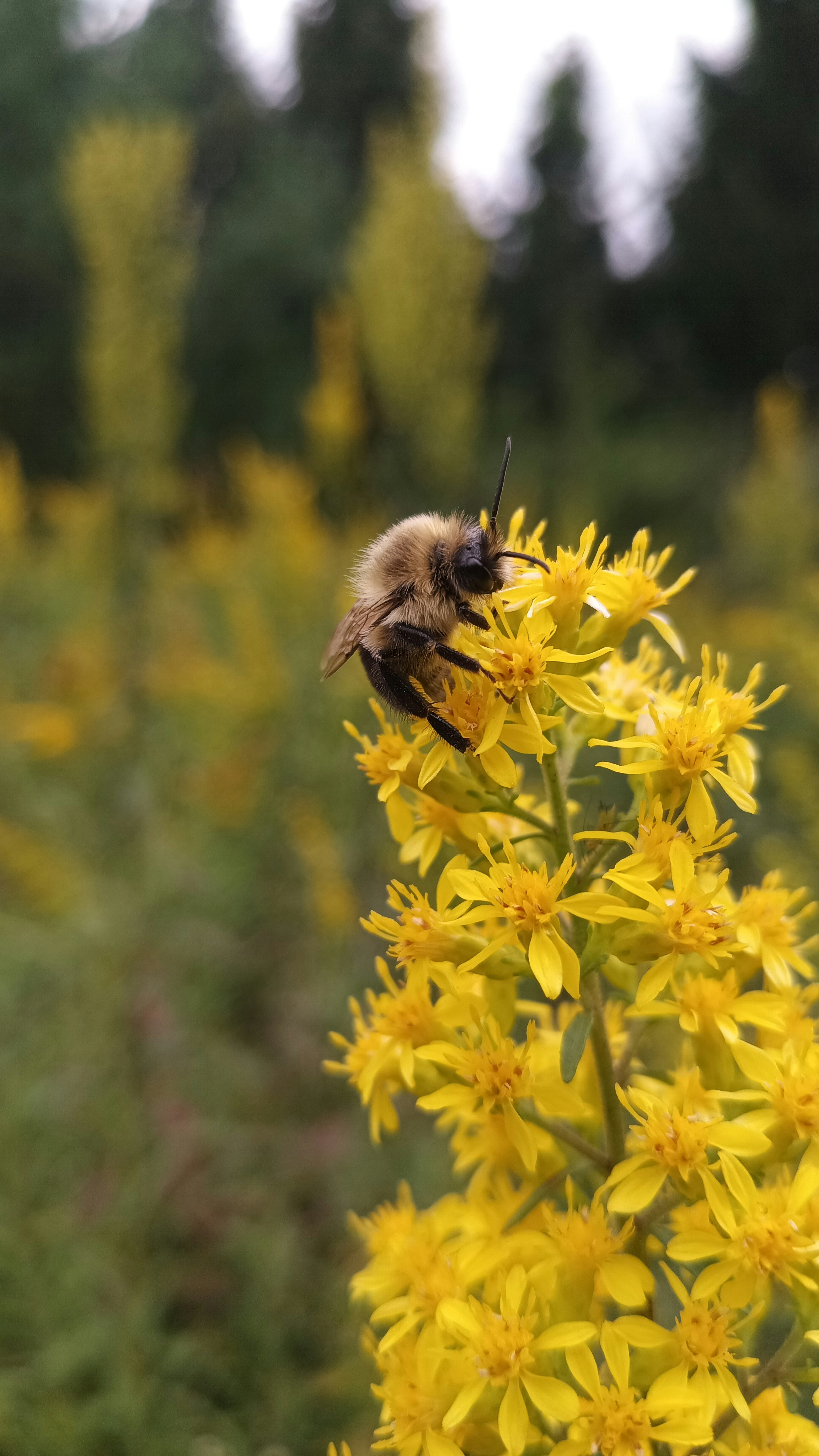 Kentucky's State Flower: Goldenrod