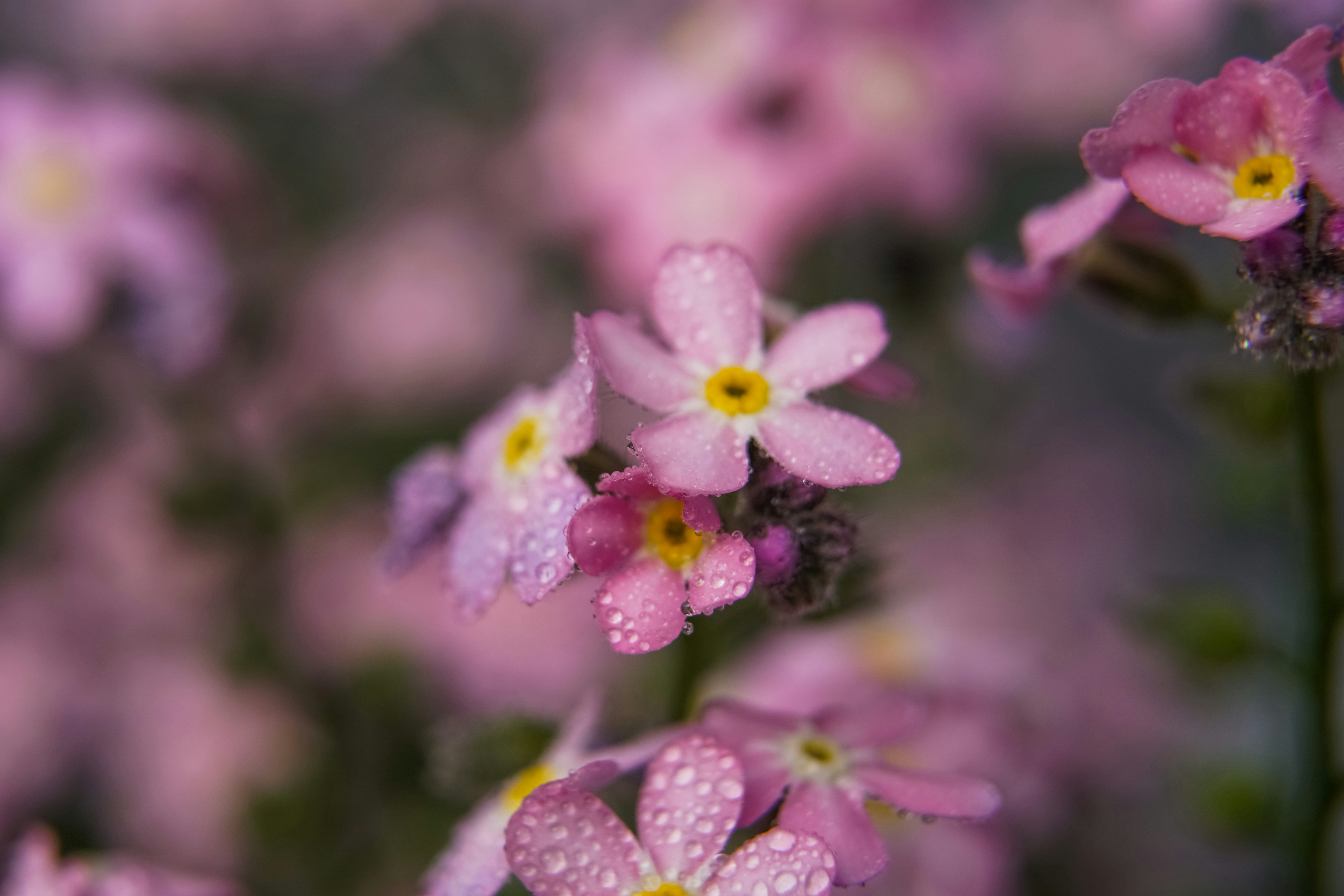 Alaska's State Flower: Forget-Me-Not